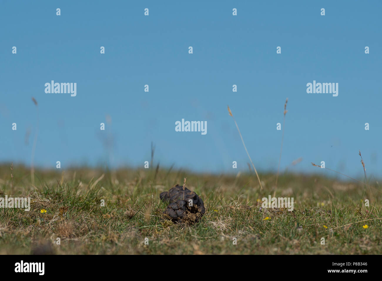 Dung hi-res stock photography and images - Alamy