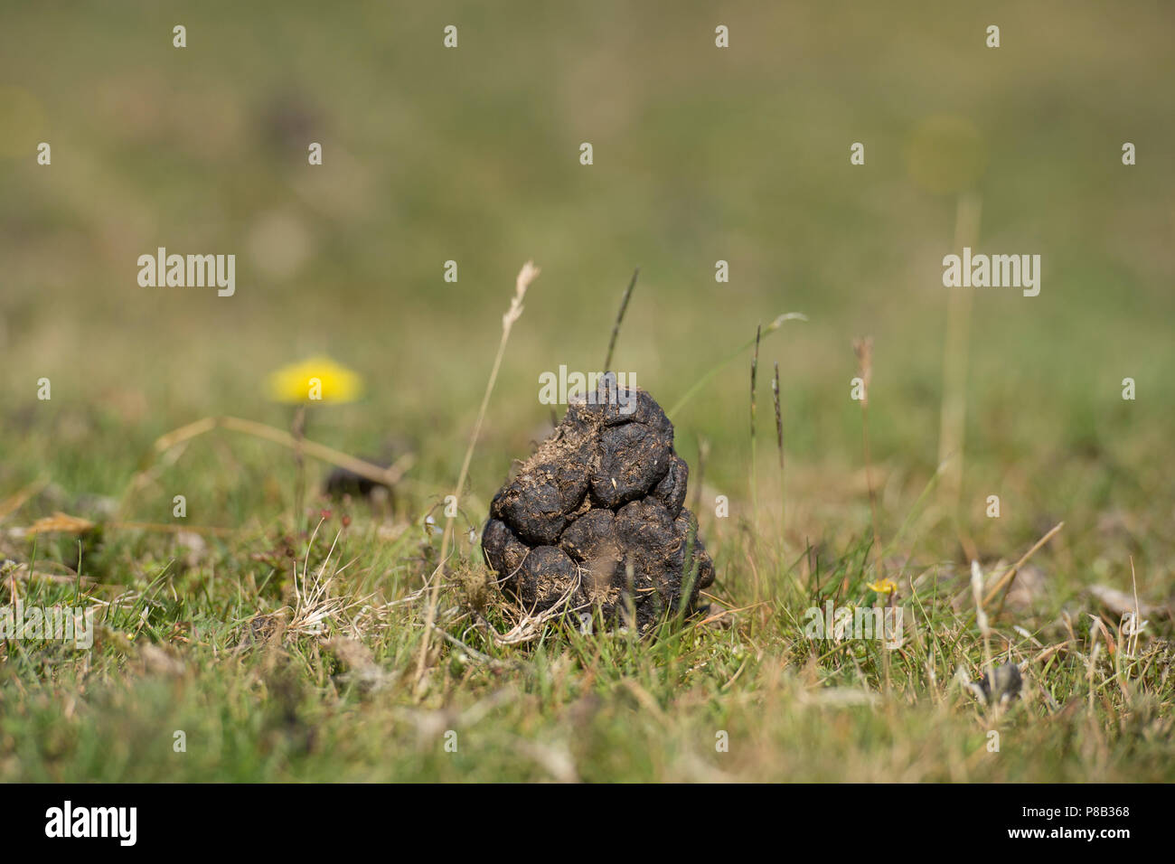 Manure dung hi-res stock photography and images - Alamy