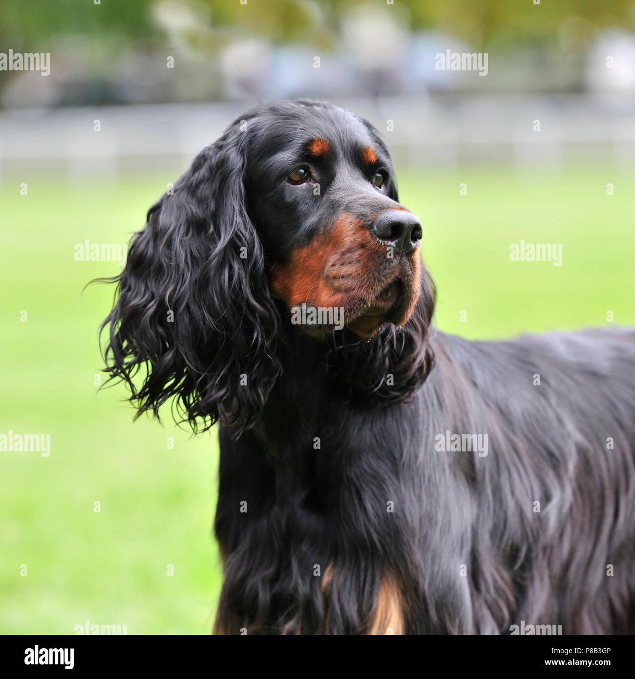 Gordon setter hi-res stock photography and images - Alamy