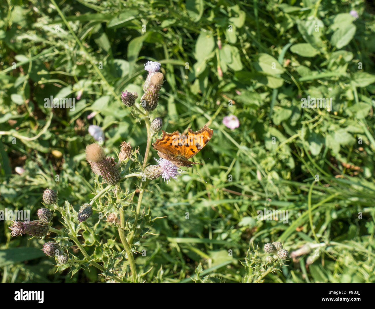Comma shape hi-res stock photography and images - Alamy