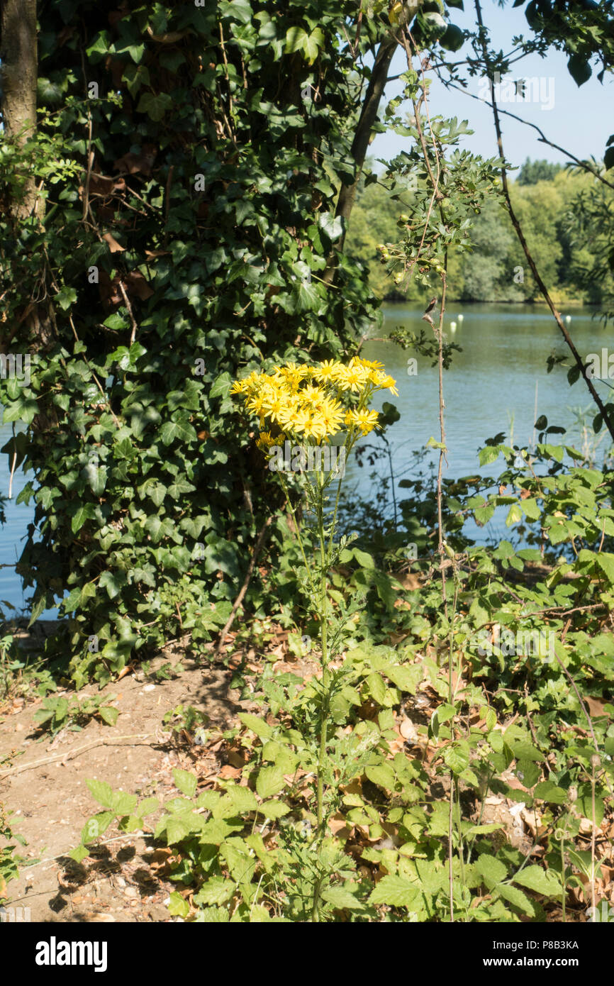 Common ragwort in park hi-res stock photography and images - Alamy