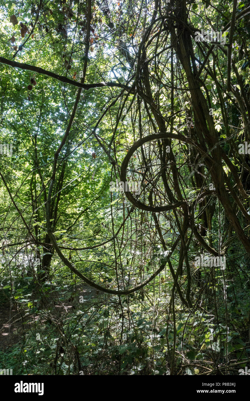 Tree branch loops hi-res stock photography and images - Alamy