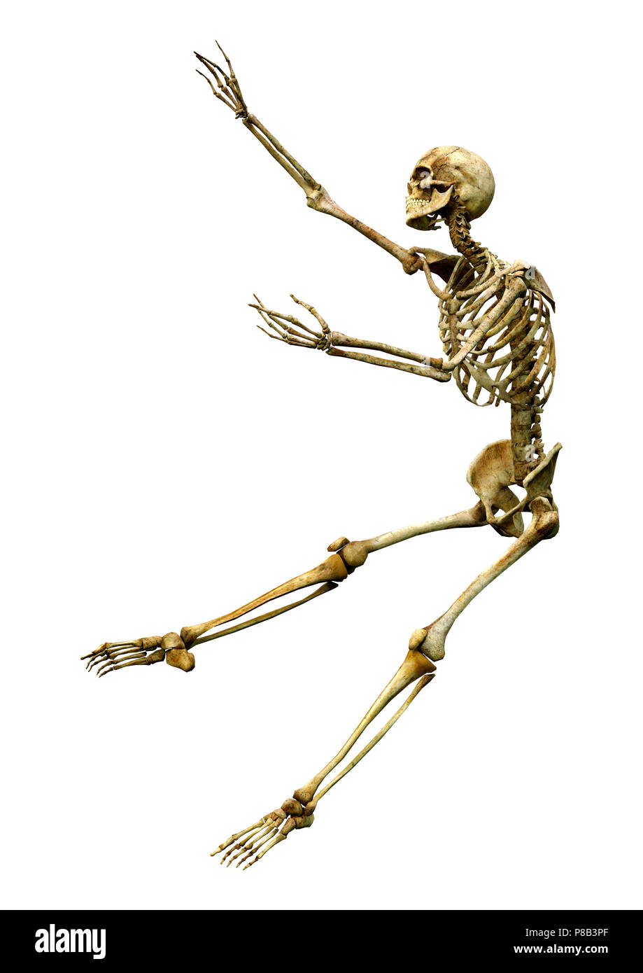 3D rendering of a human skeleton isolated on white background Stock ...
