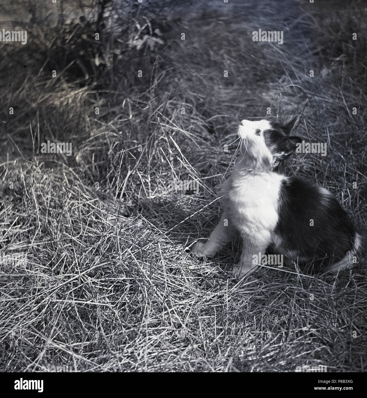 1950s cat hi-res stock photography and images - Alamy