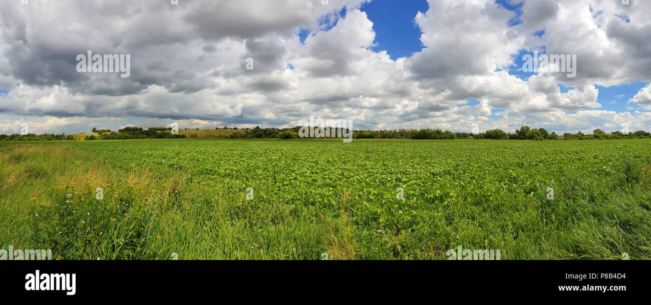 beautiful summer landscape with a green field in Russia Stock Photo - Alamy