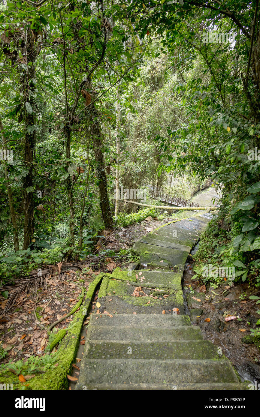 scenic view of empty steps and trees with green foliage around, Bali ...