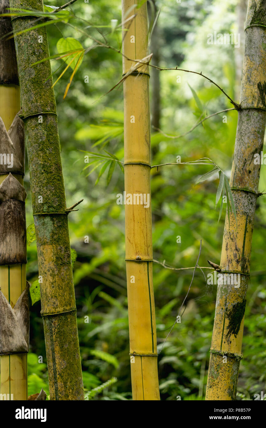 close up view of green bamboo plants with leaves, Bali, Indonesia Stock ...