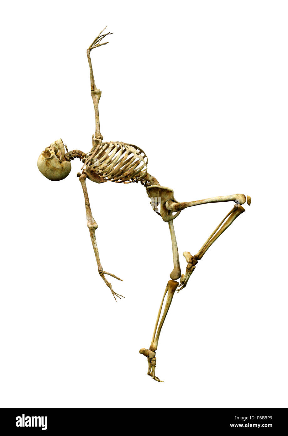3D rendering of a human skeleton isolated on white background Stock ...