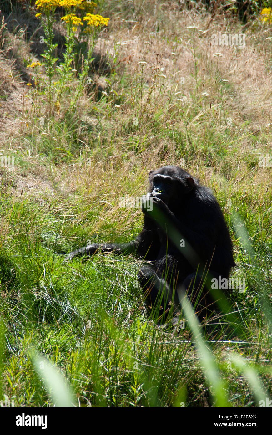Wildtier hi-res stock photography and images - Alamy