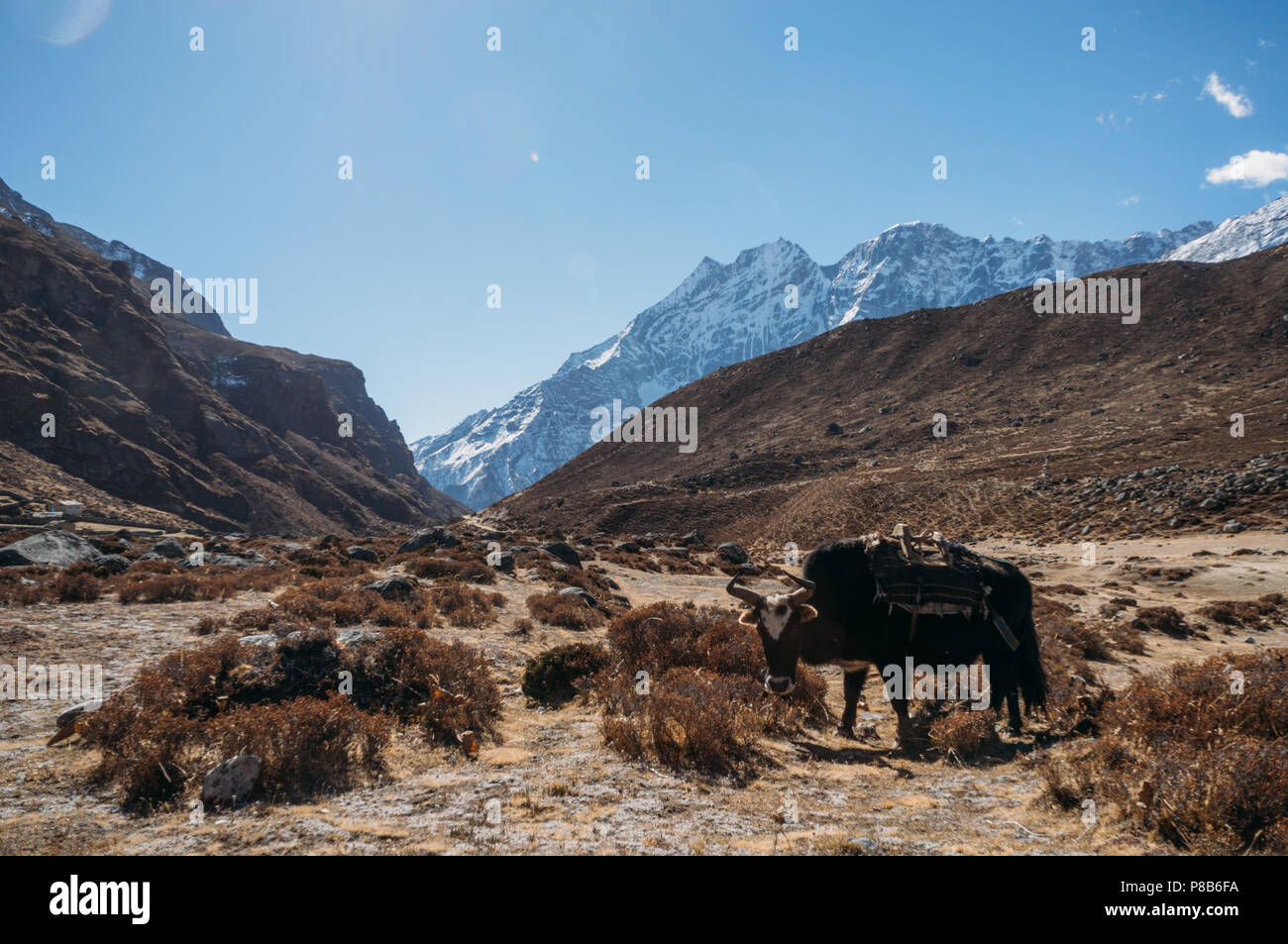 Cow in valley hi-res stock photography and images - Alamy