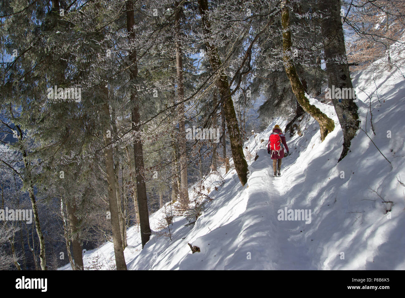 back view of tourist with backpack walking in snowy mountains near ...