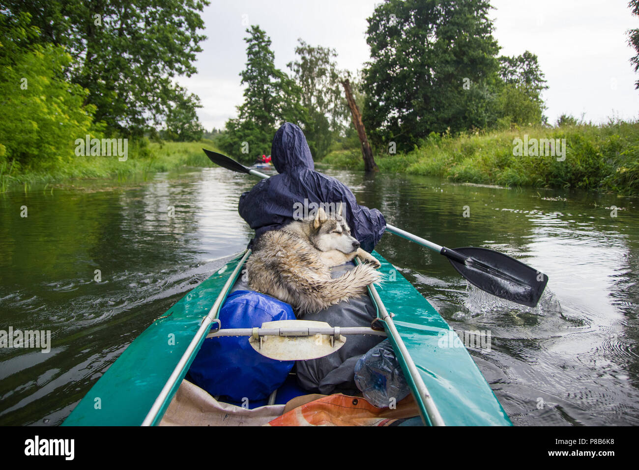back view of man with malamut kayaking on Bobr river, Belarus Stock ...