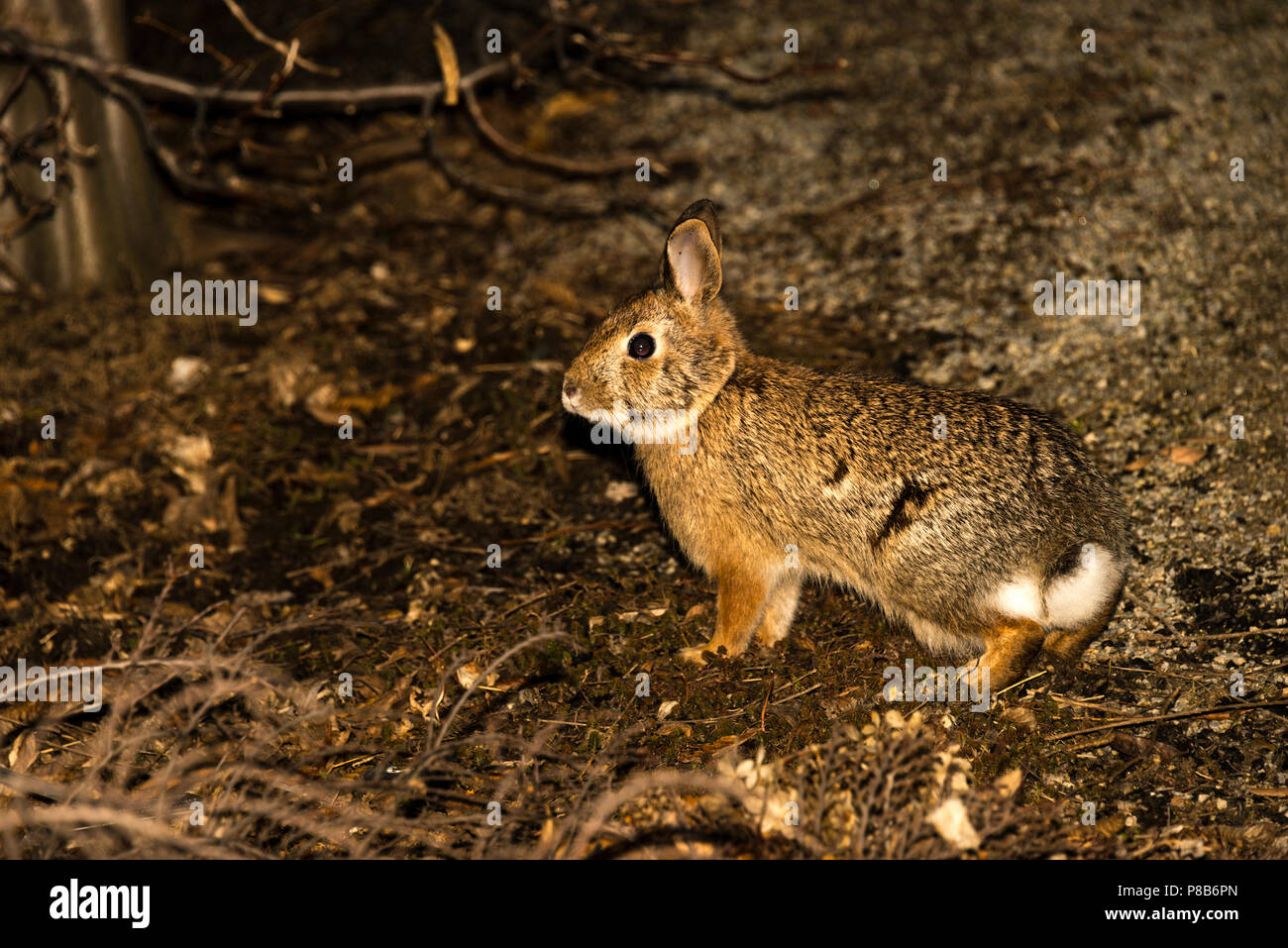 Cottontail bunny hi-res stock photography and images - Alamy