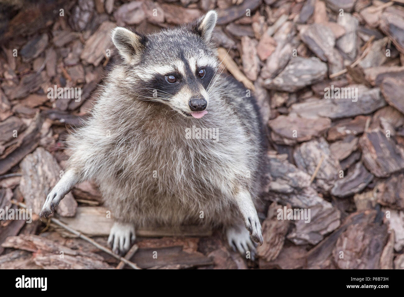 Cute Raccoon on Brown Background Stock Photo - Alamy