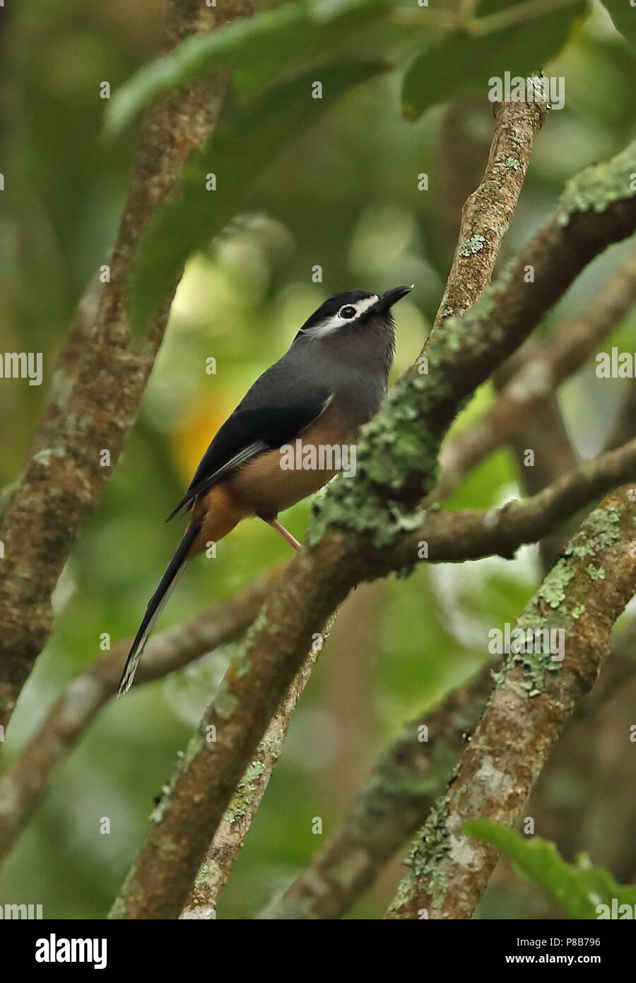 White eared sibias hi-res stock photography and images - Alamy