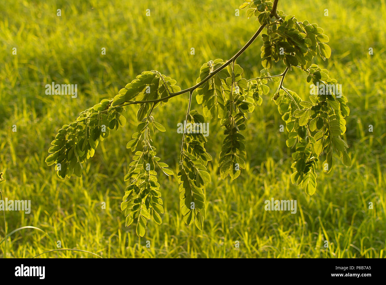 (Leucaena leucocephala), common names white leadtree, jumbay, river ...