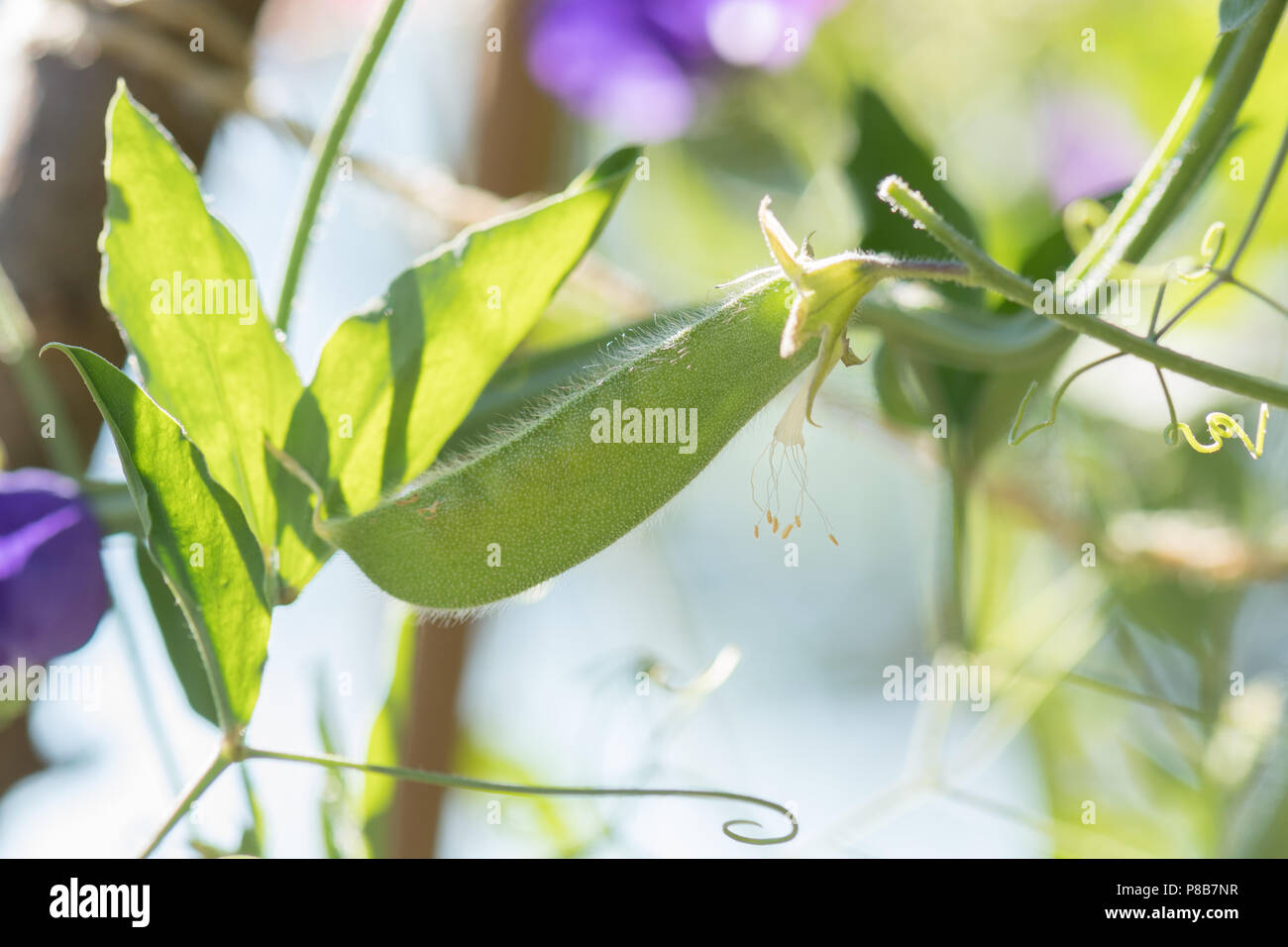 Sweetpea pod hi-res stock photography and images - Alamy