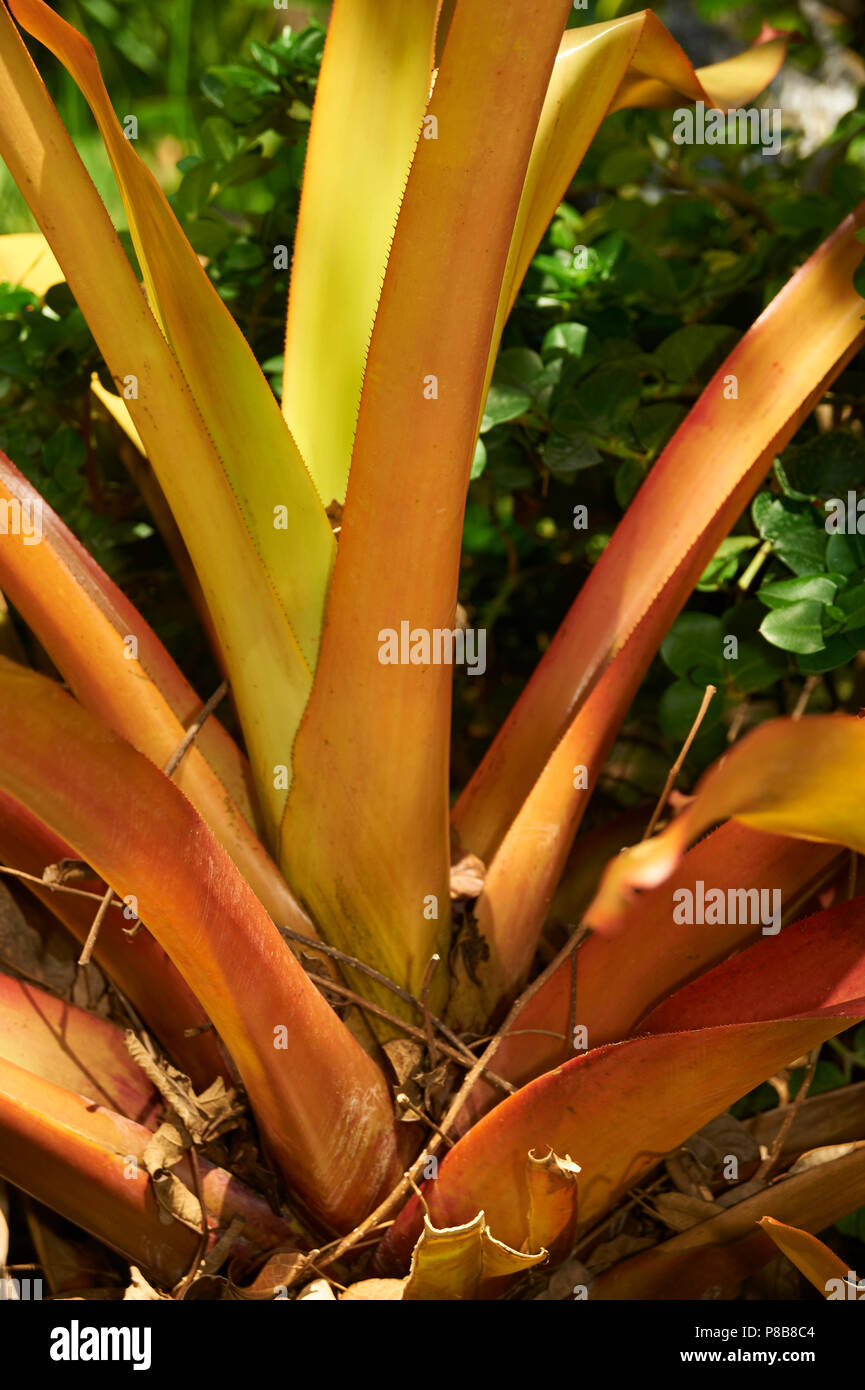 Aloe vera wallpaper hi-res stock photography and images - Alamy