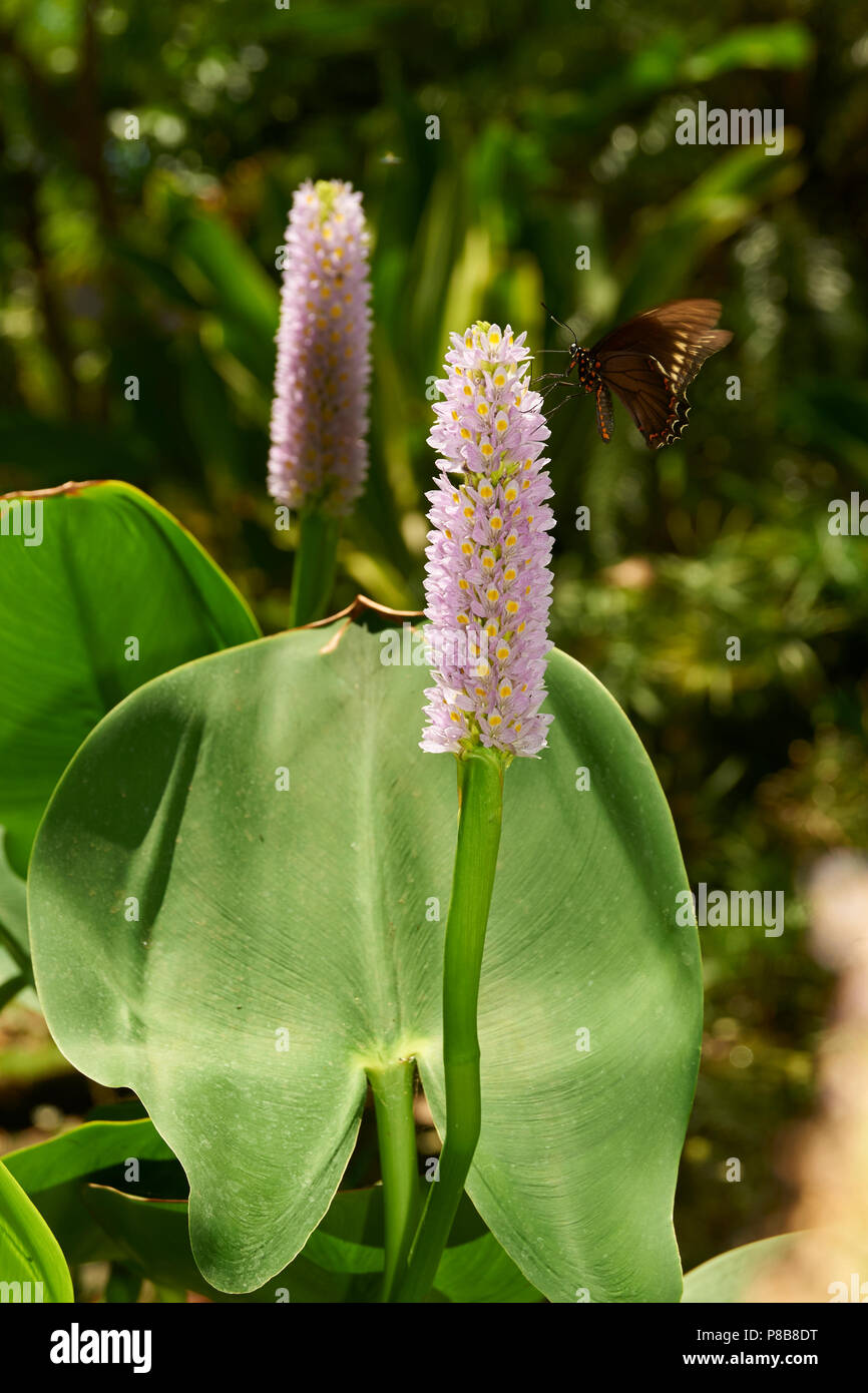 Butterfly and Agastache, an aromatic flowering herbaceous perennial ...