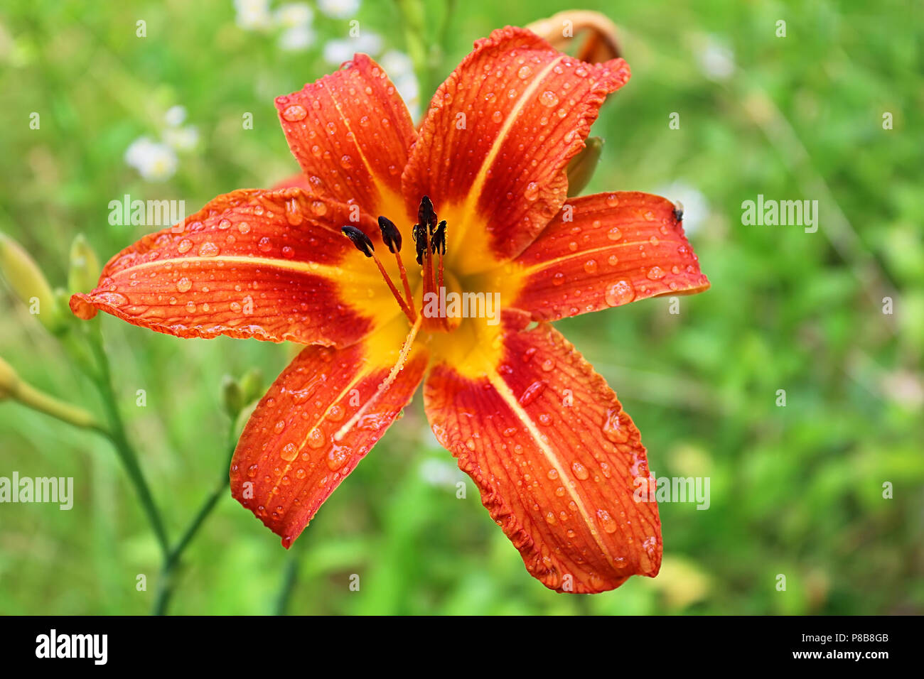 Water tiger lilly hi-res stock photography and images - Alamy