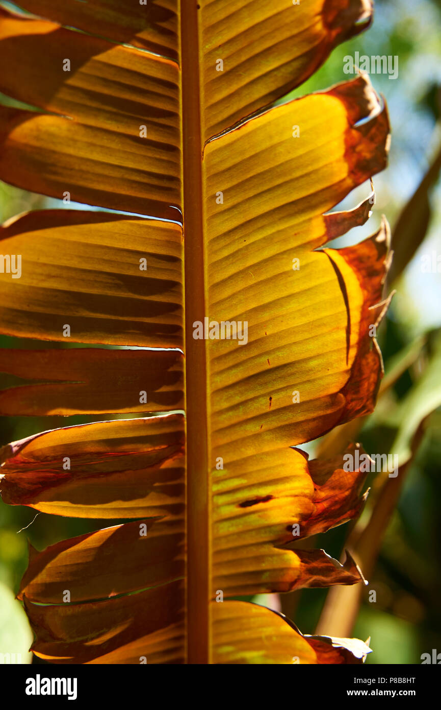 (Undidentified) Fire-like or flame-like plant leaf Stock Photo - Alamy
