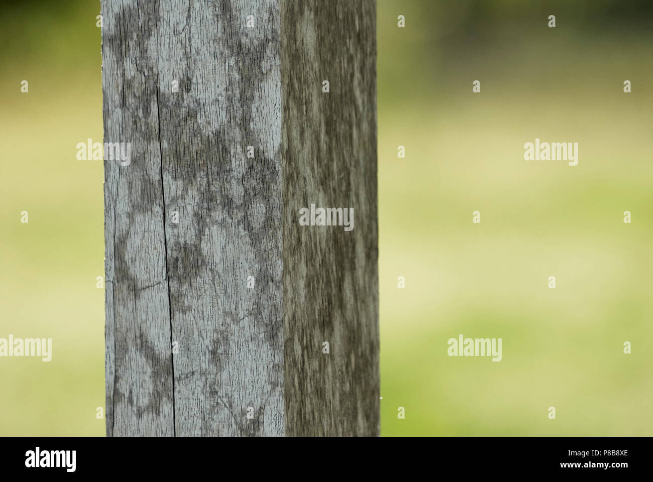 Axed tree hi-res stock photography and images - Alamy
