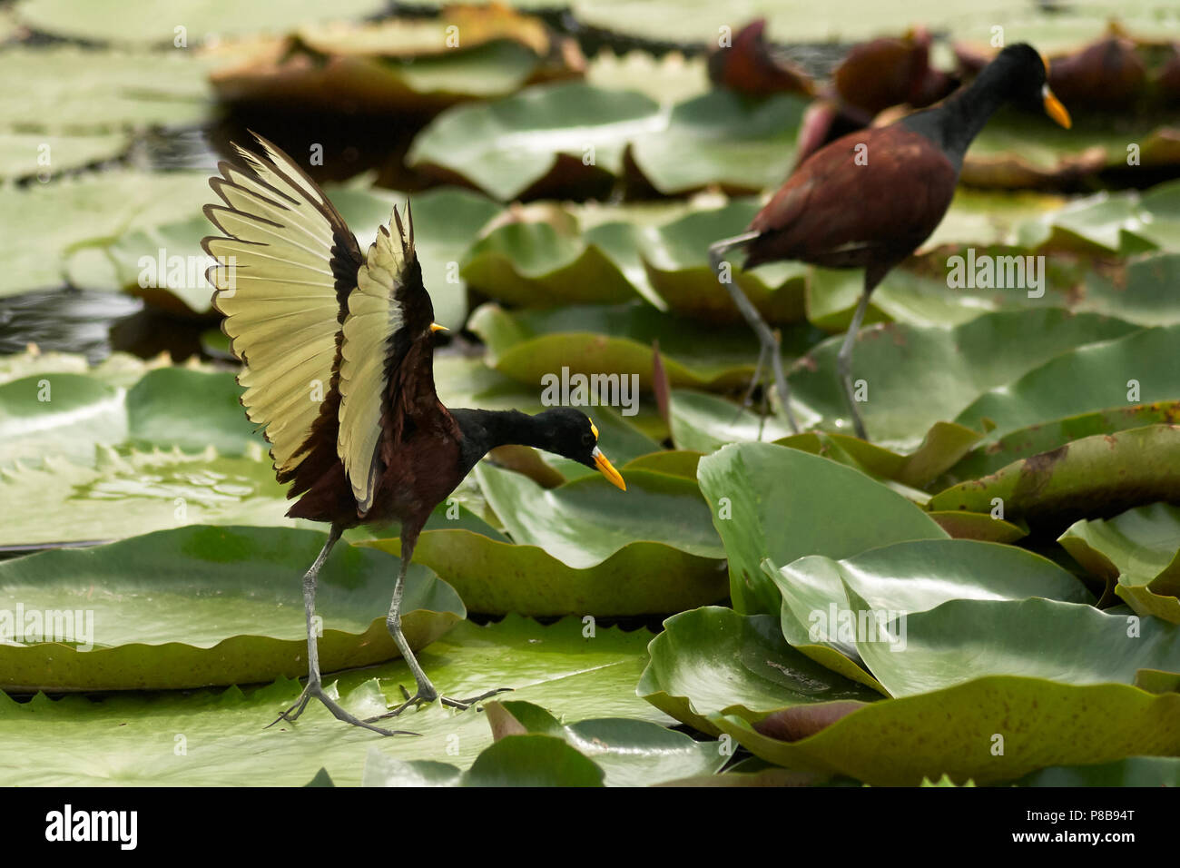 Northern jacana or northern jaçana (Jacana spinosa), somewhere in the ...
