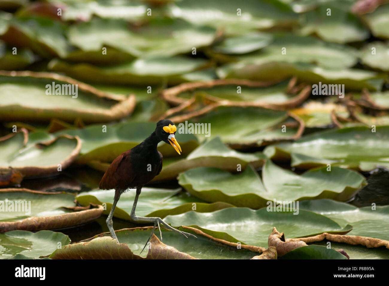 Northern jacana or northern jaçana (Jacana spinosa), somewhere in the ...