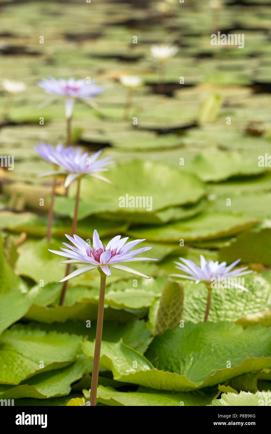 Water lilies (Nymphaeaceae Stock Photo - Alamy