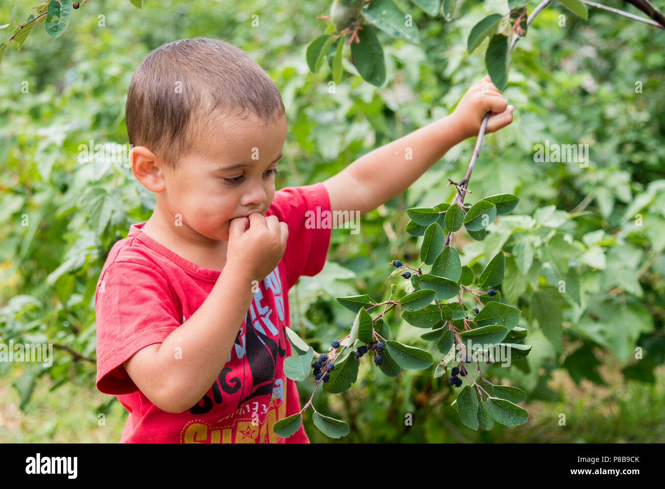 A happy little boy eats berries from a bush Stock Photo - Alamy