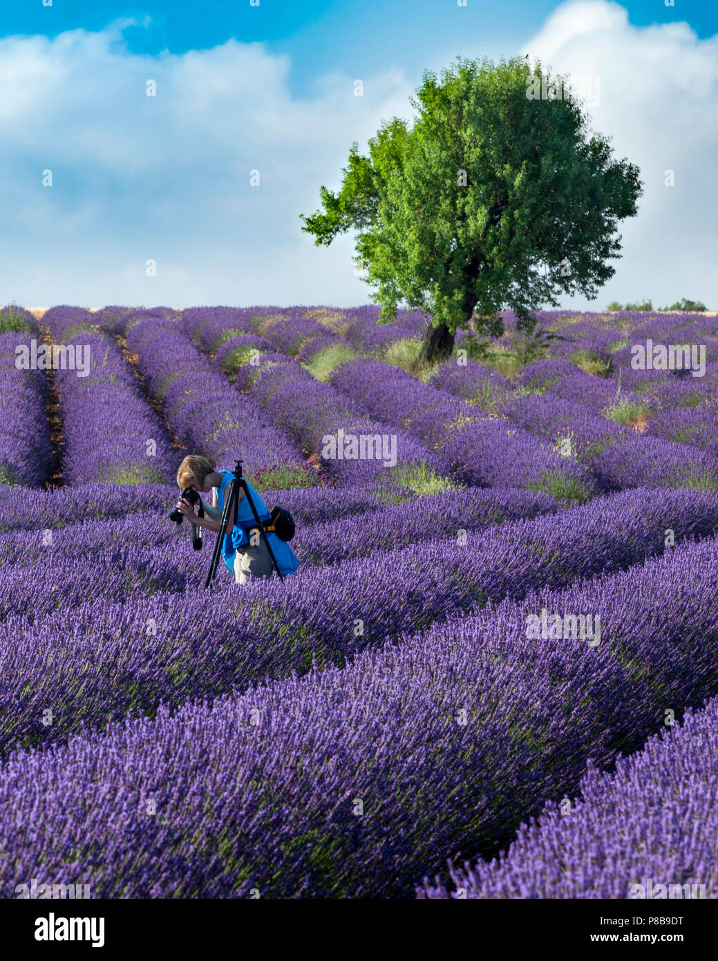 Valensole hi-res stock photography and images - Alamy