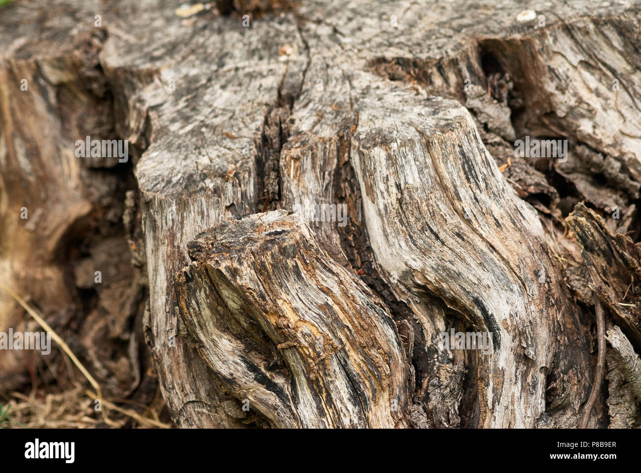 Axed tree hi-res stock photography and images - Alamy