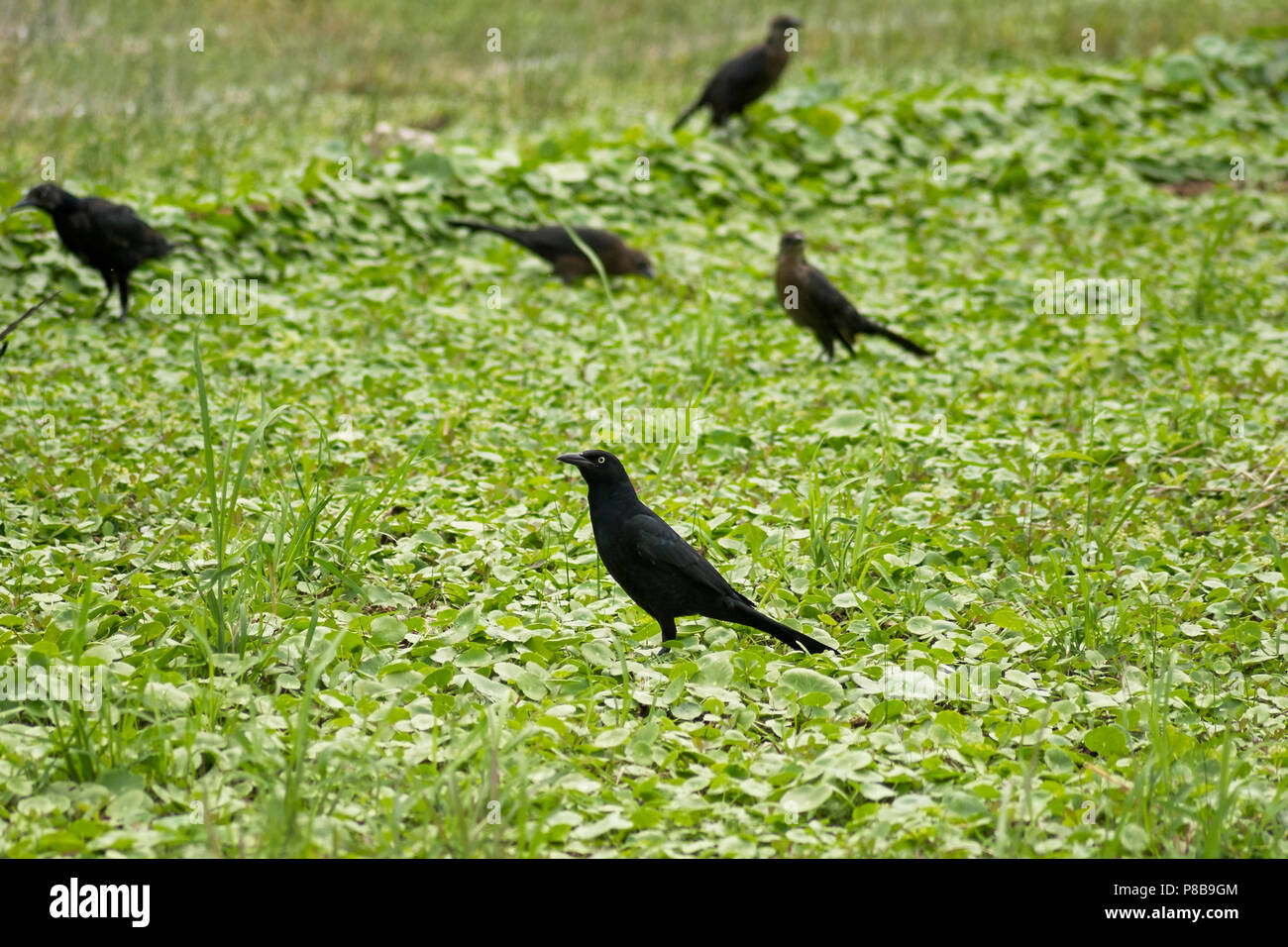 Great-tailed grackle or Mexican grackle (Quiscalus mexicanus ...