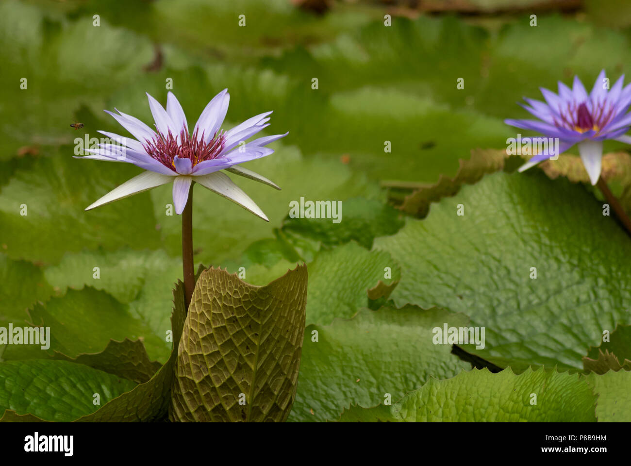 Simplification hi-res stock photography and images - Alamy