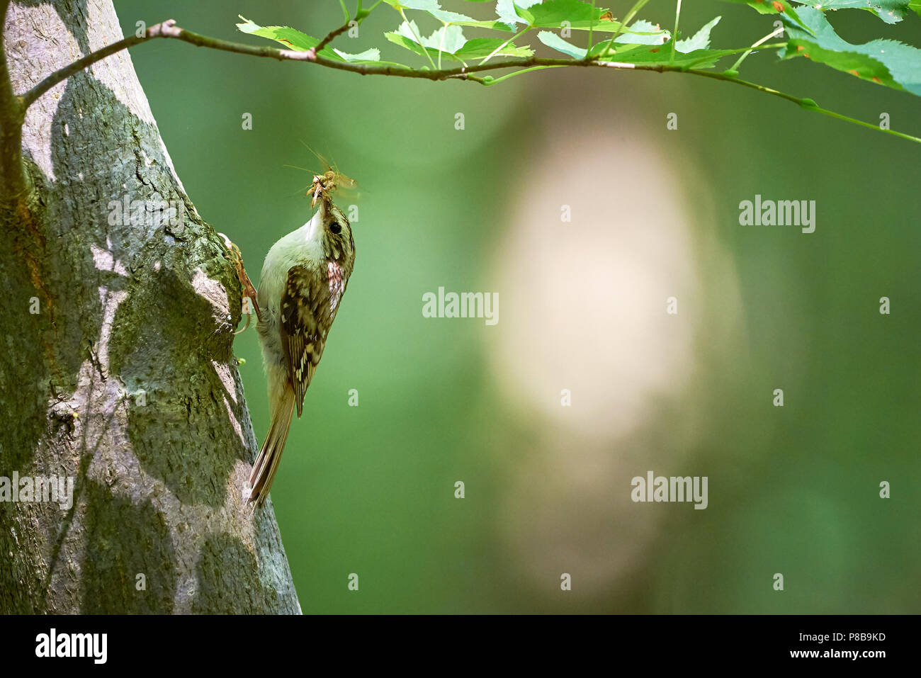 Treecreeper eggs hi-res stock photography and images - Alamy