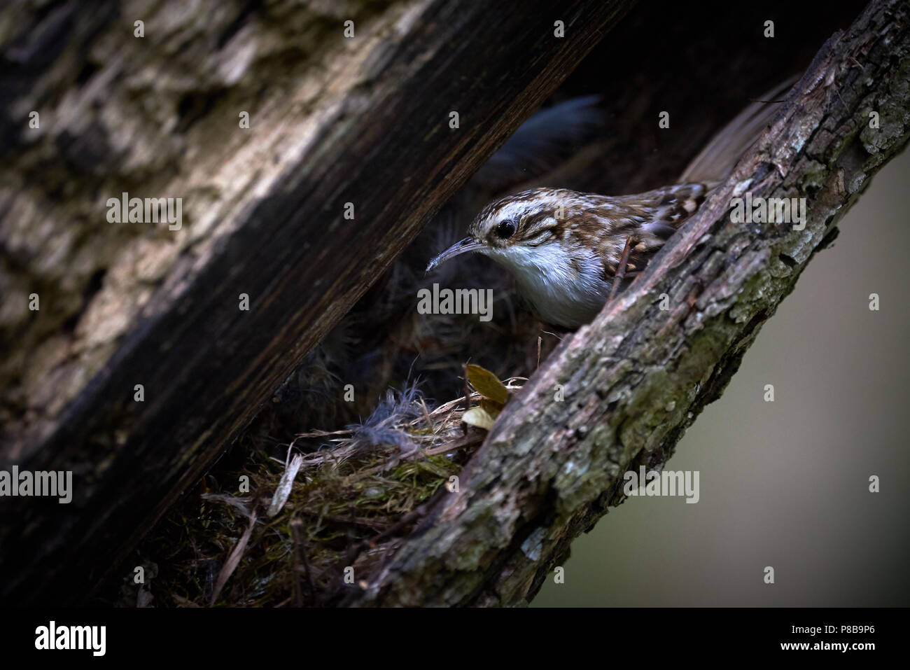 Treecreeper eggs hi-res stock photography and images - Alamy