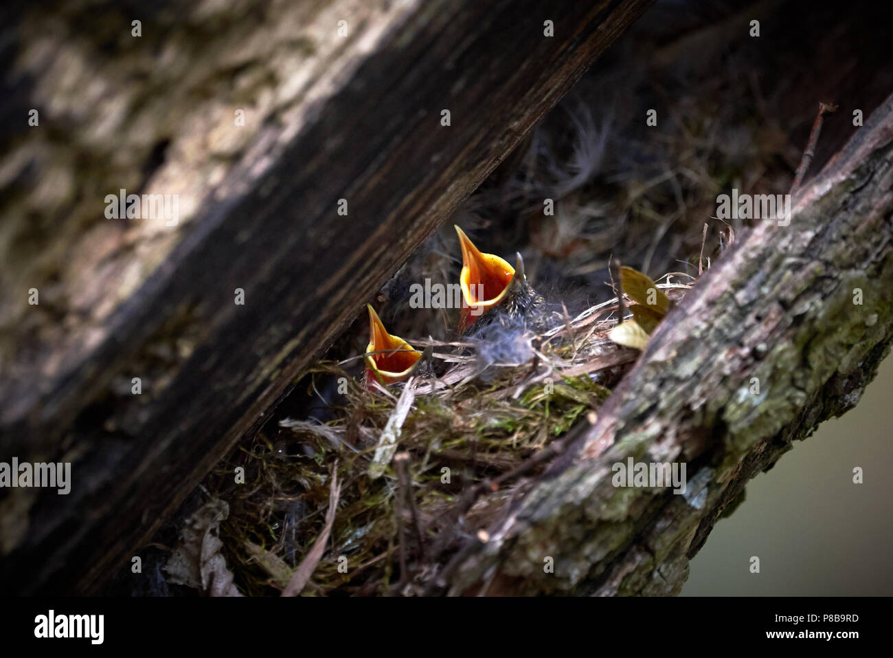 Treecreeper eggs hi-res stock photography and images - Alamy