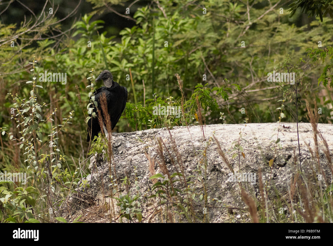 Black vulture american black vulture hi-res stock photography and ...