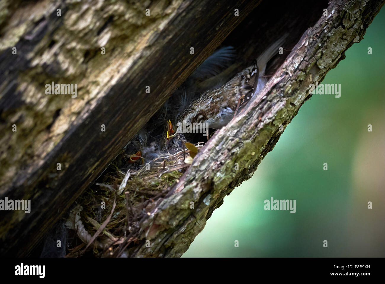 Treecreeper nest hi-res stock photography and images - Alamy