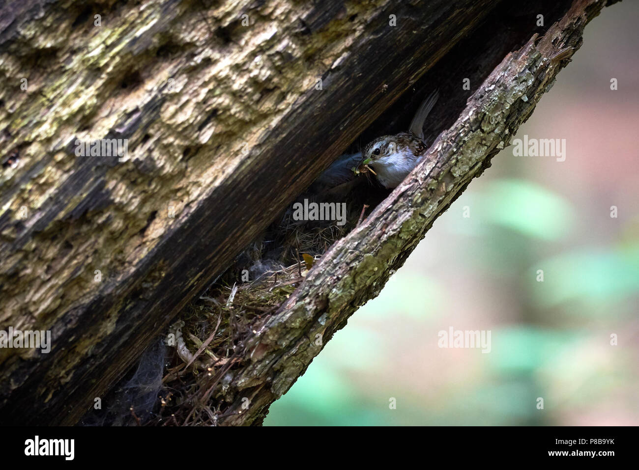 Treecreeper eggs hi-res stock photography and images - Alamy
