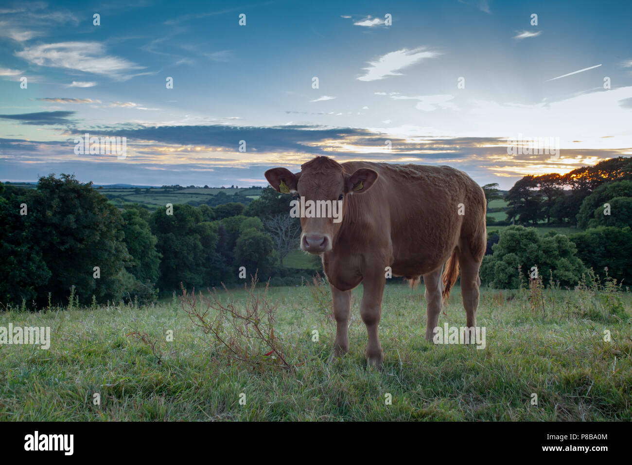 Cornish cow hi-res stock photography and images - Alamy