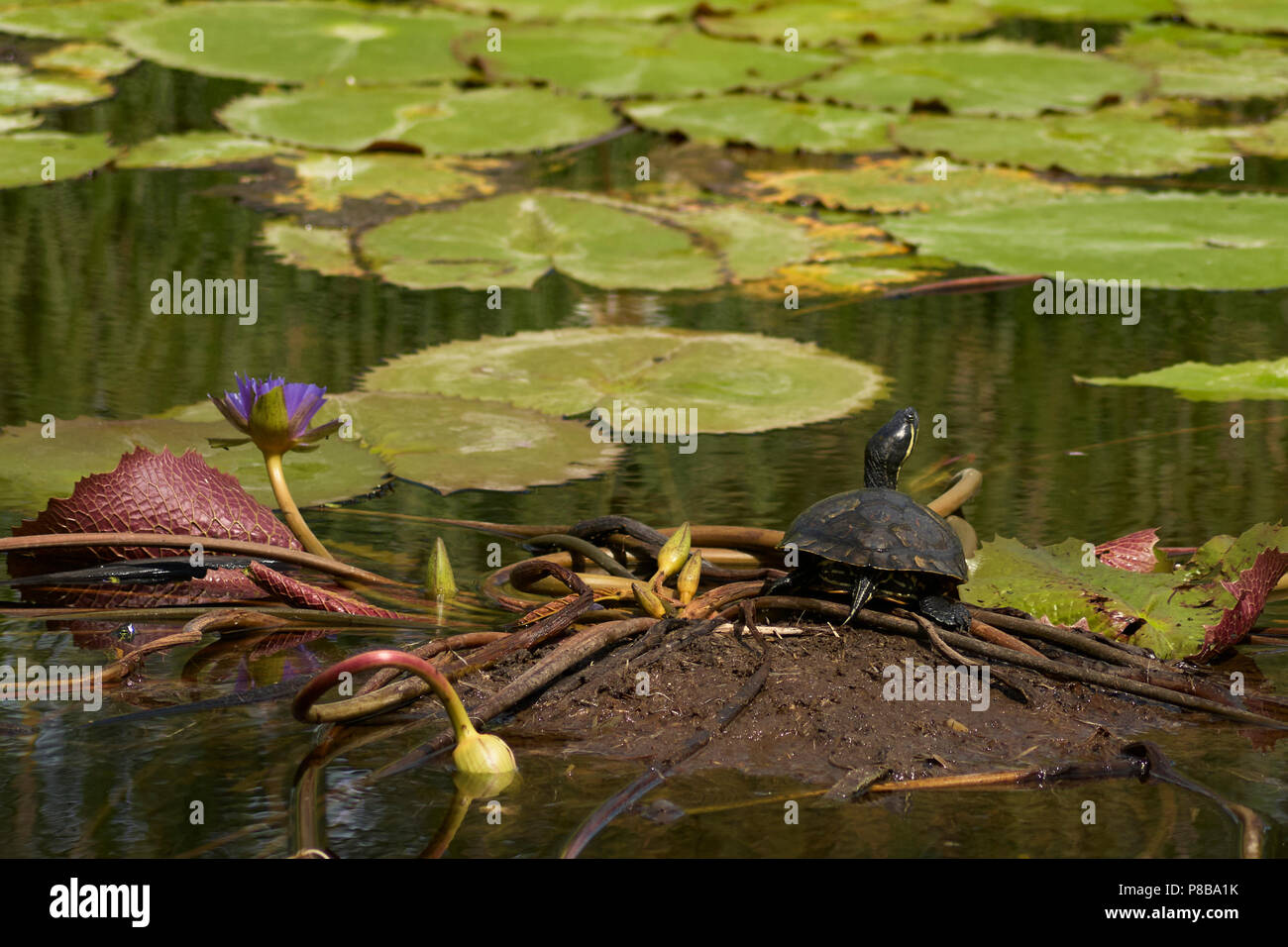 Turtle in a pond Stock Photo - Alamy