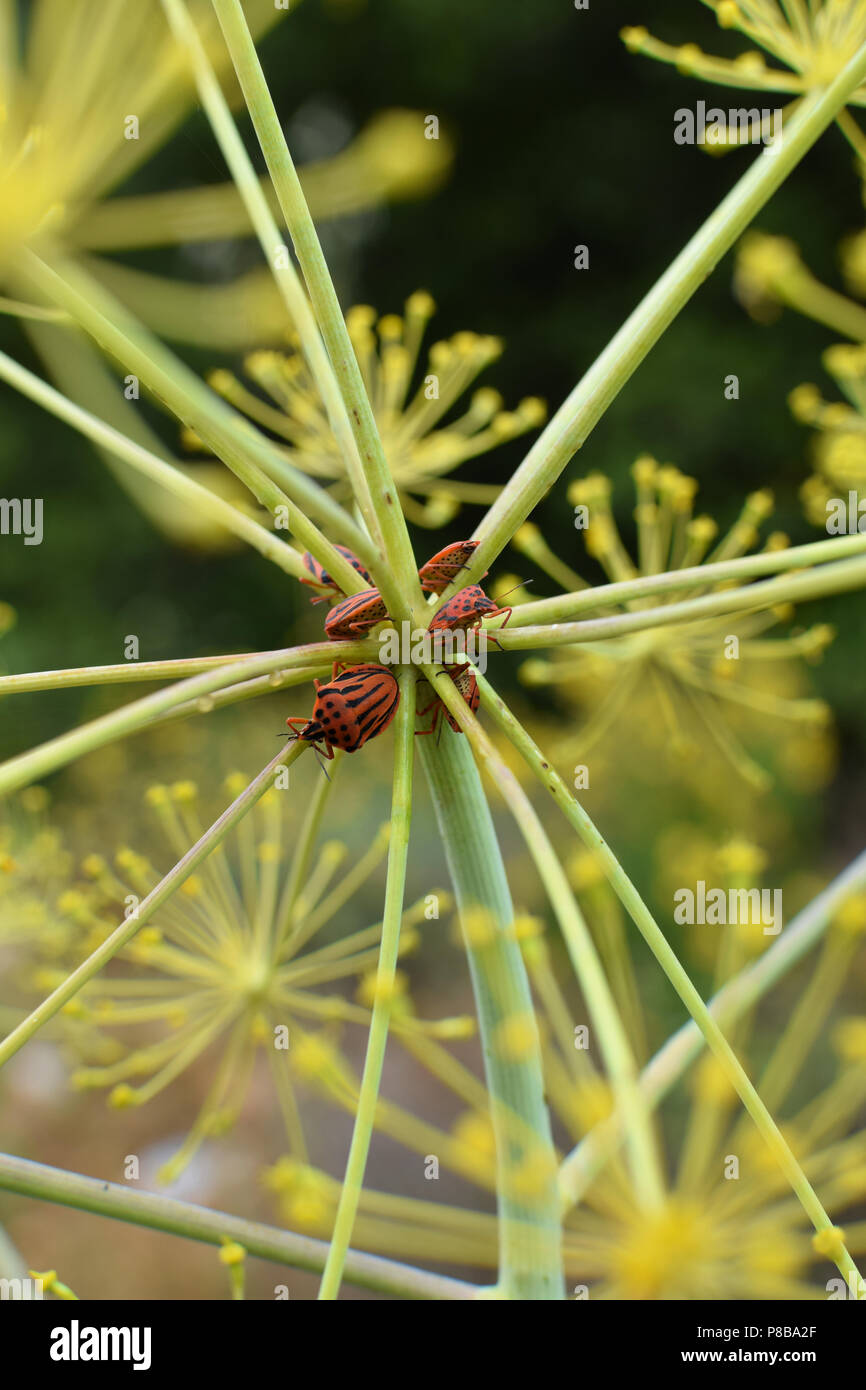 Plant feeding stink bugs hi-res stock photography and images - Alamy