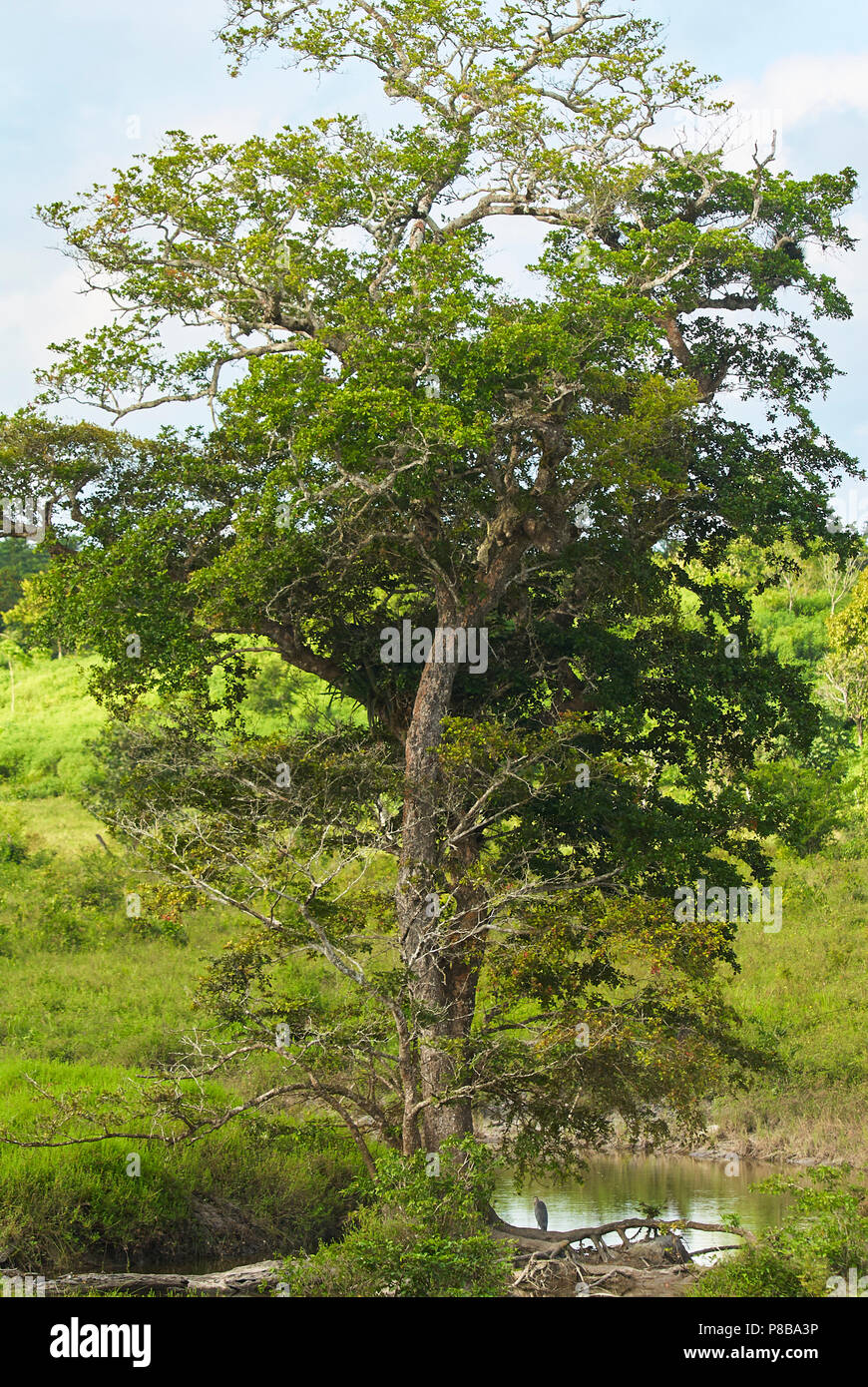 Campeche tree hi-res stock photography and images - Alamy