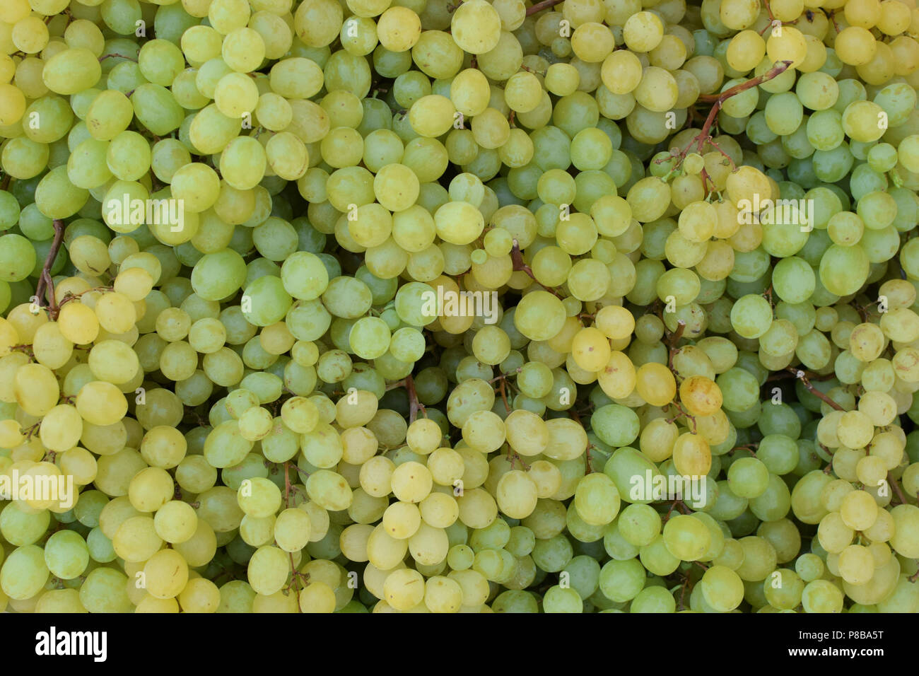 Yellow sultanina grapes fresh fruit background texture Stock Photo - Alamy