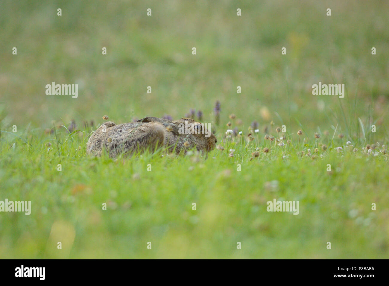 Rabbit hiding in bush hi-res stock photography and images - Alamy