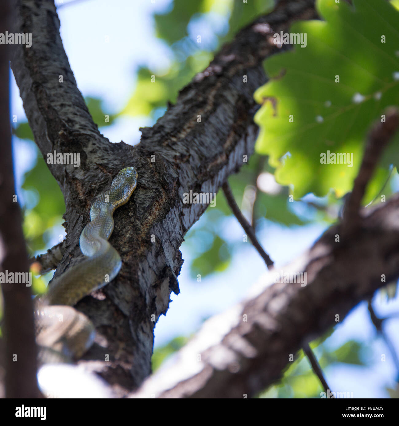 A chinese tree snake climbing a tree in China Stock Photo - Alamy