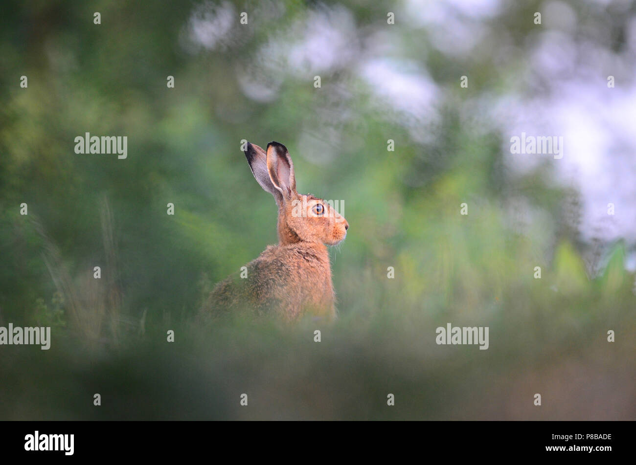 Hare in wilderness, easter holiday bunny rabbit jack rabbit Stock Photo ...