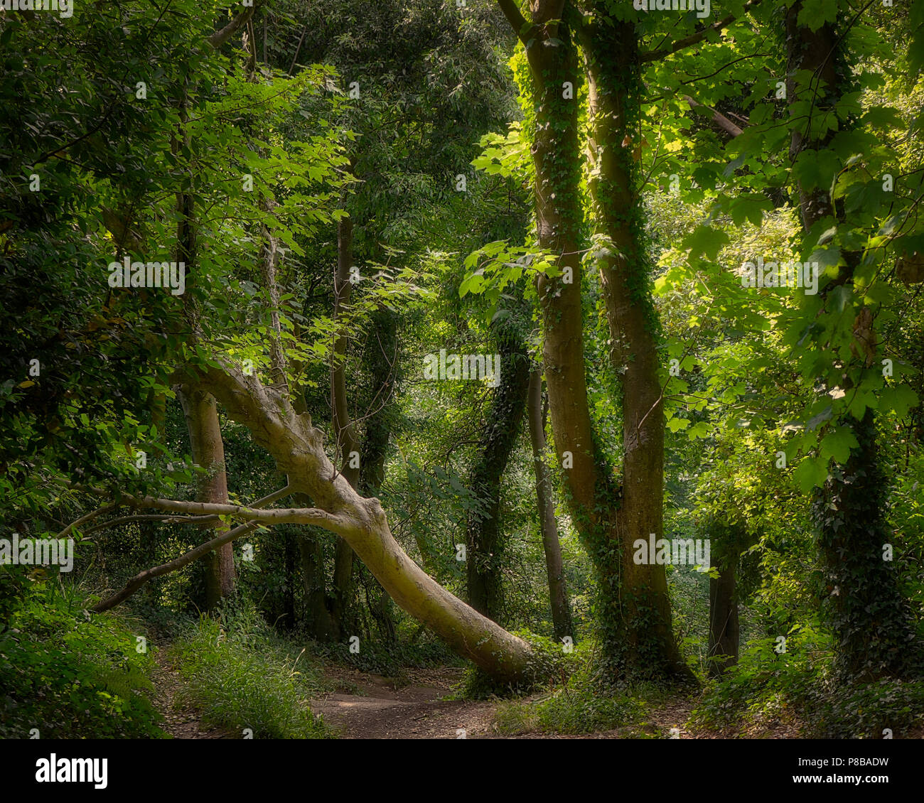 Woolands hi-res stock photography and images - Alamy