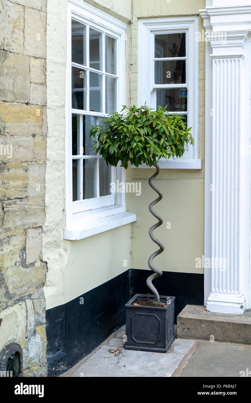 Corkscrew plant hi-res stock photography and images - Alamy